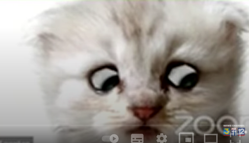 The Lawyer And The Zoom Cat Filter Mishap - "I'm Not A Cat", He Says